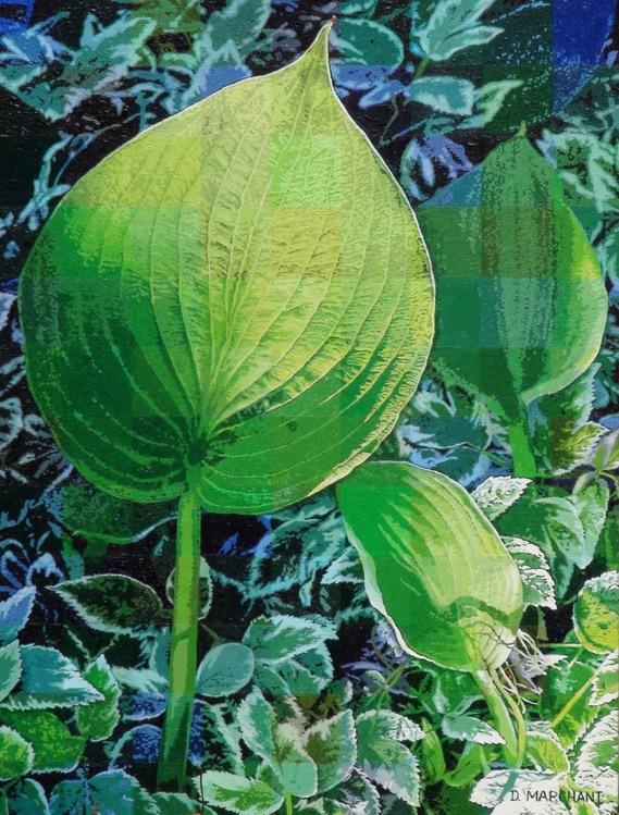 Hosta Leaf
